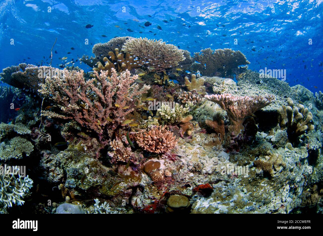 Scene of a tropical coral reef with high biodiversity, Sipadan Island ...