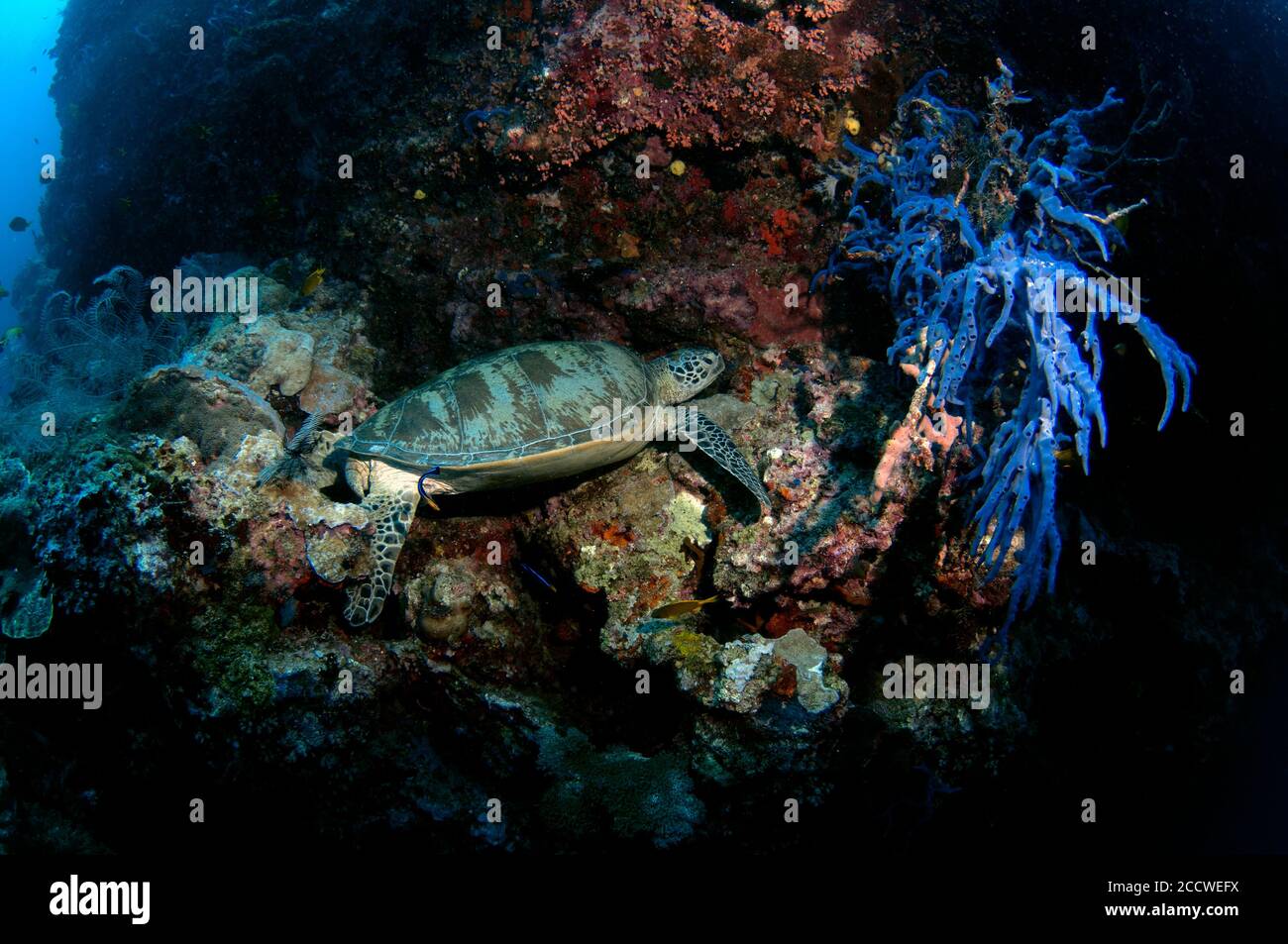 Green sea turtle, Chelonia mydas, rests on a coral reef besides a blue ...