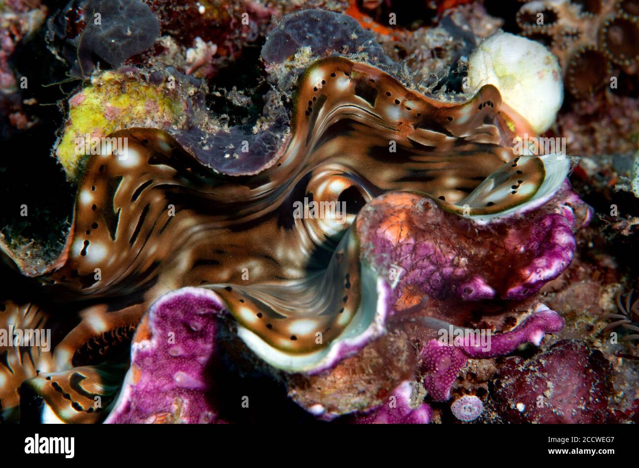 Fluted giant clam, Tridacna squamosa, Mabul Kapalai, Malaysia Stock ...