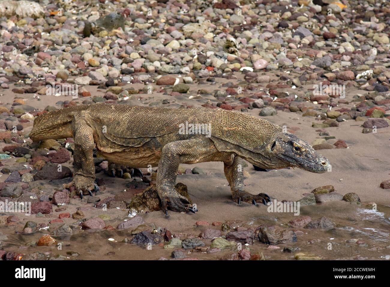 Komodo dragon by the beach, Varanus komodoensis, Rinca Island, Komodo ...