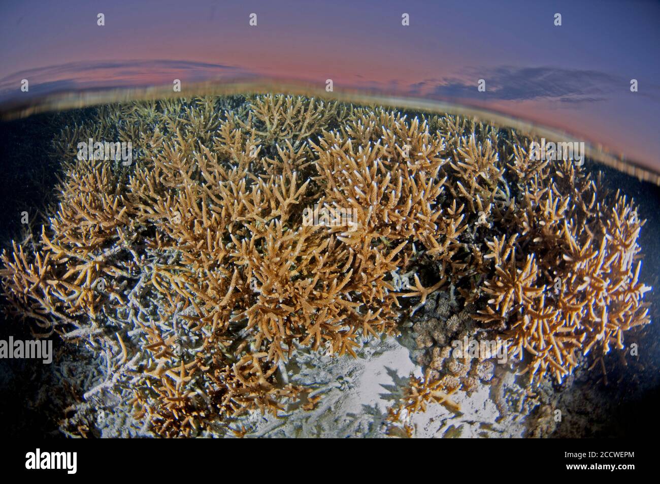 Finger coral, Montipora digitata, at sunset, Heron Island, Great ...