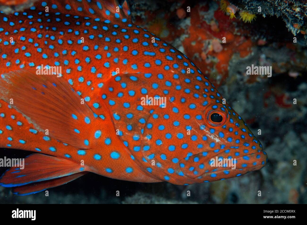 Coral grouper, Cephalopholis miniata, Heron Island, Great Barrier Reef ...