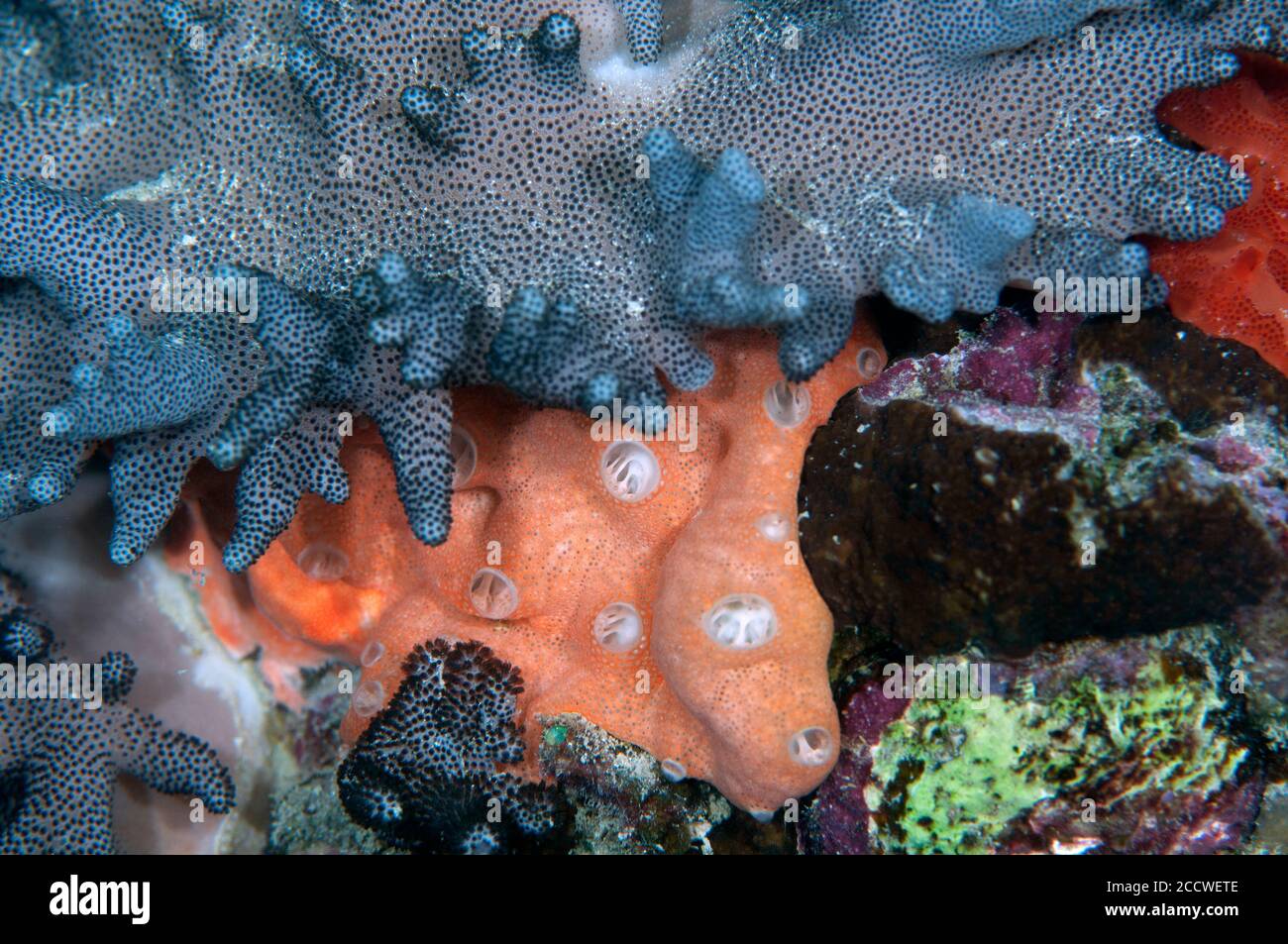 Red sponge, Porifera, Heron Island, Great Barrier Reef, Australia Stock ...