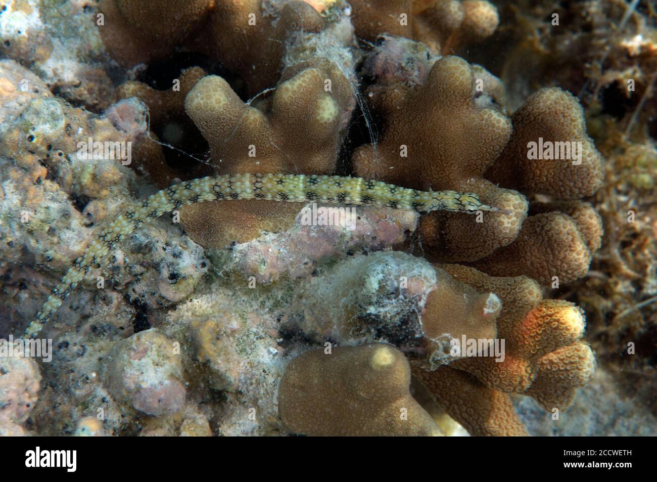 Schultz’s pipefish, Corythoichthys schultzi, Heron Island, Great ...