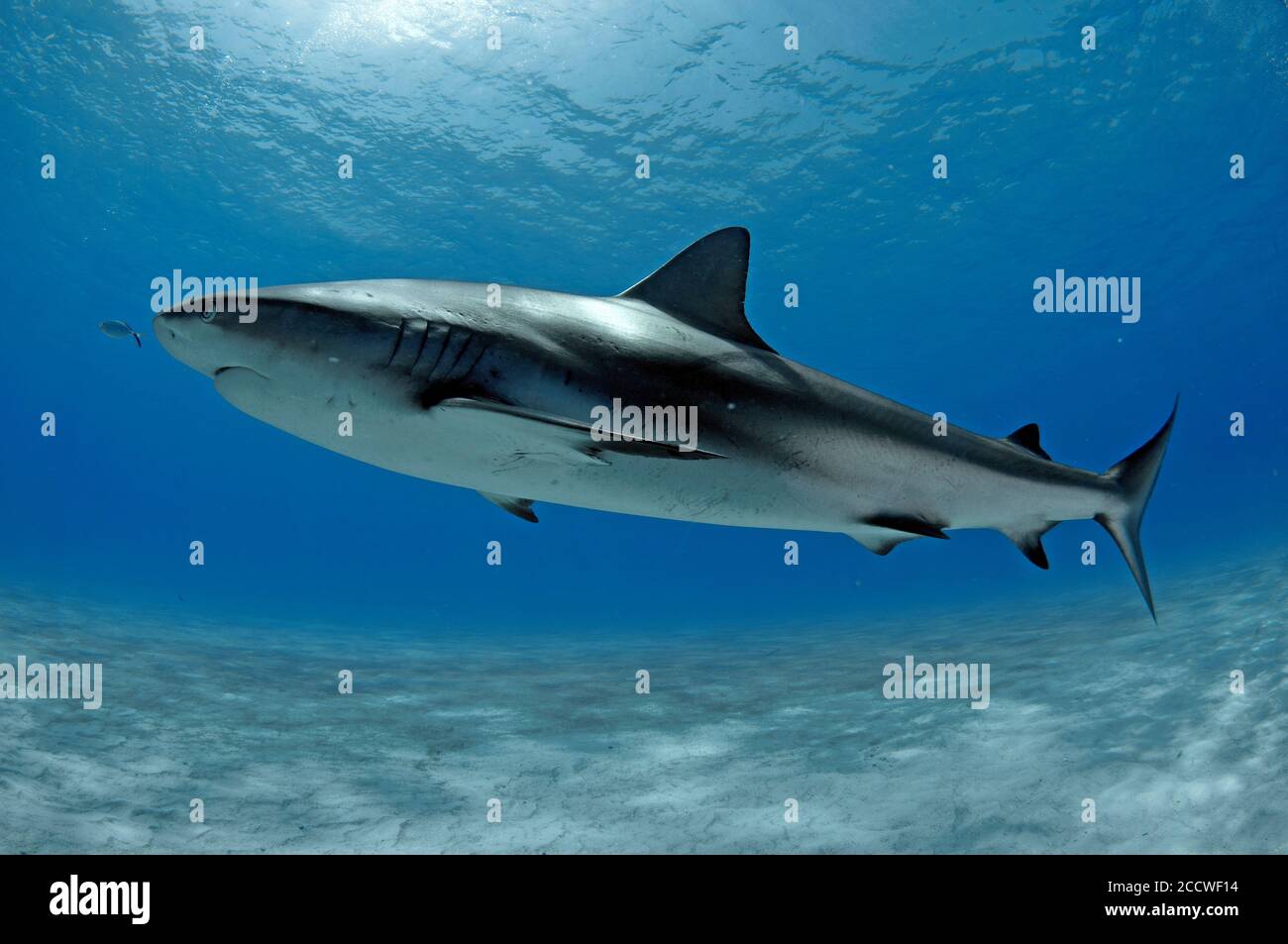 Caribbean reef shark, Carcharhinus perezi, and a pilot bar jack, Caranx ...