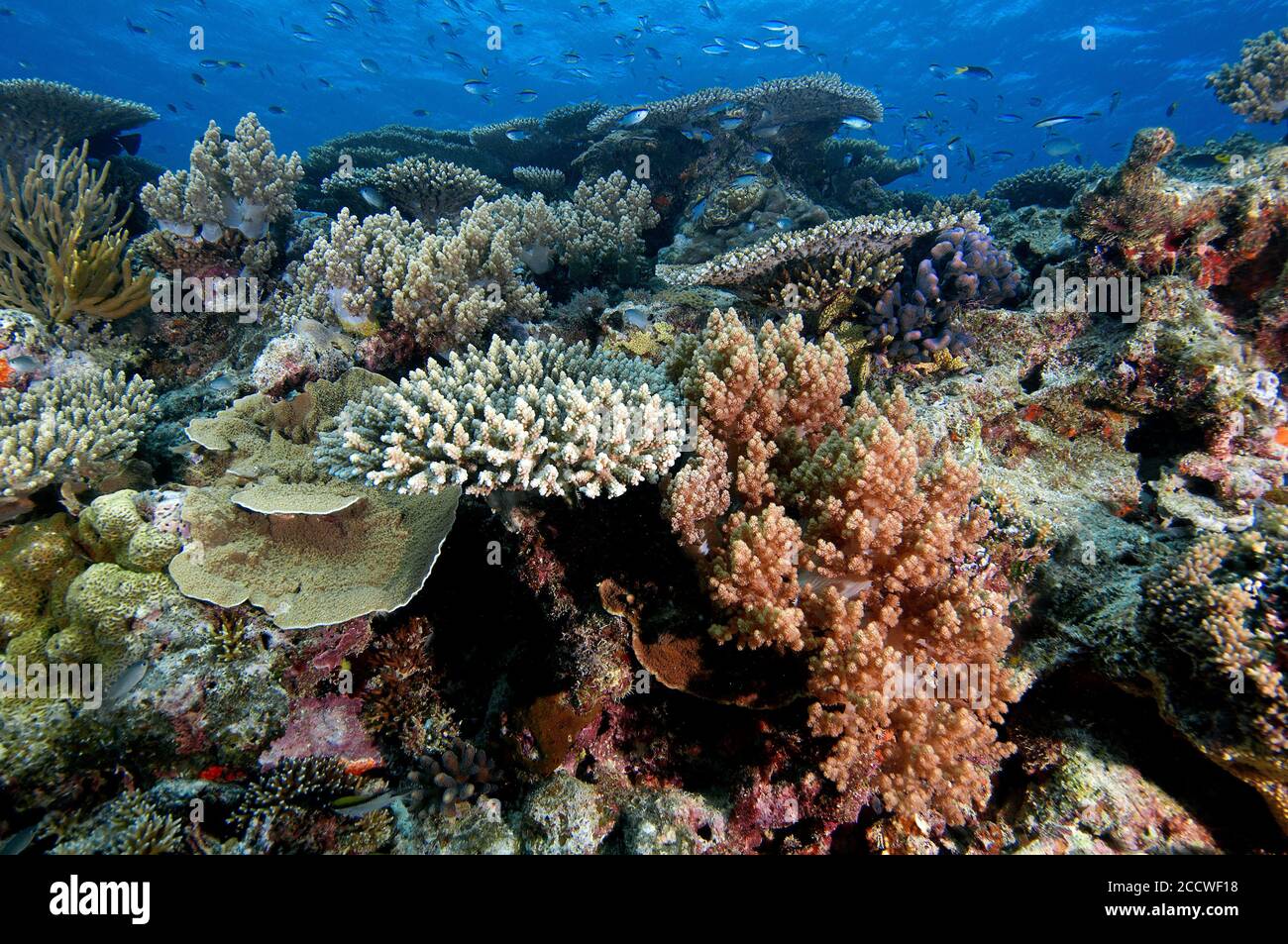 Biodiversity of coral species in a reef, Heron Island, Great Barrier ...