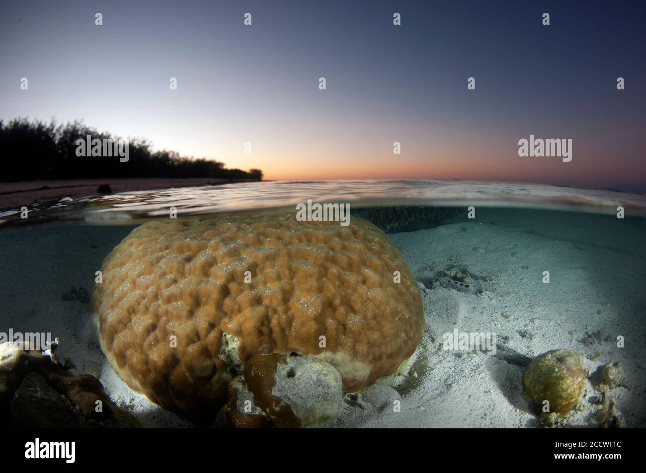 Porites sp hi-res stock photography and images - Alamy