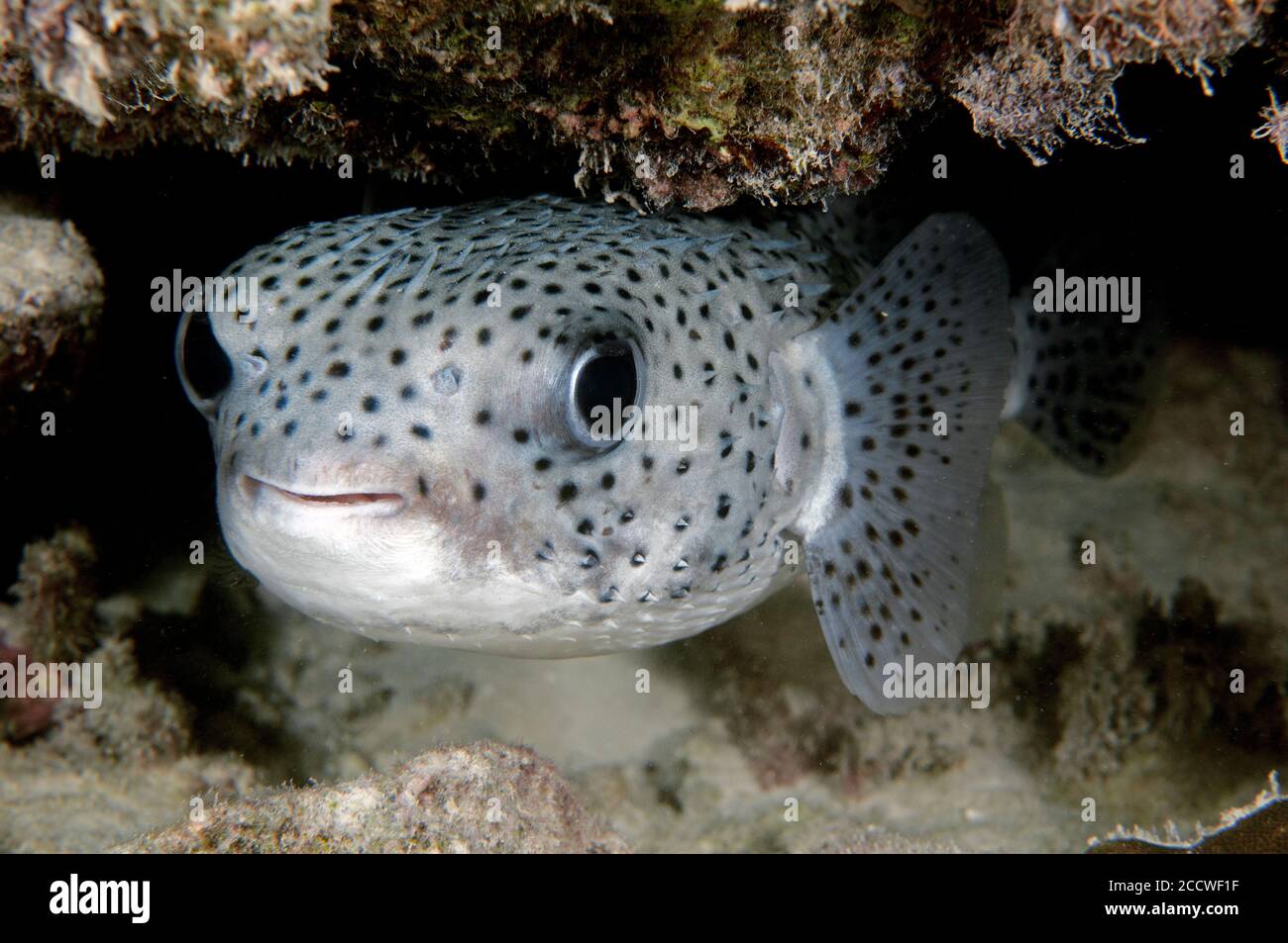 Porcupinefish, Diodon hystrix, Heron Island, Great Barrier Reef ...
