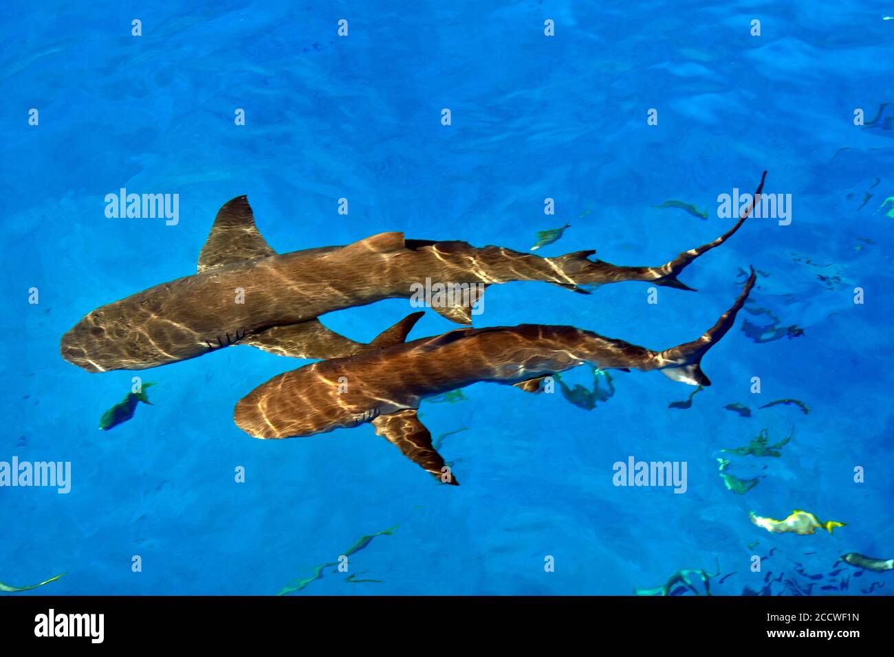 Lemon sharks, Negaprion brevirostris, Tiger Beach, Bahamas Stock Photo ...