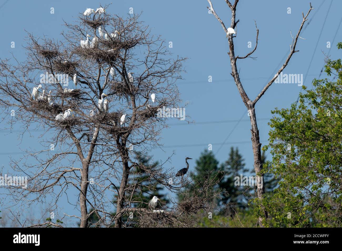 A bunch of great egrets in a tree with nests and babies. Also a blue ...