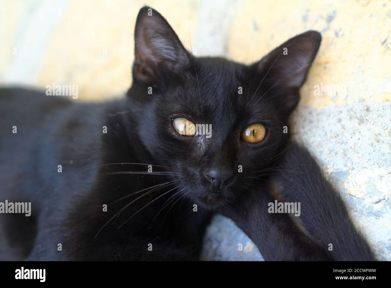 Cat with green eyes and interesting look, Cat portrait Stock Photo - Alamy