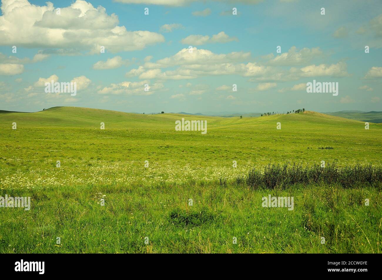Endless fields in the steppe and rows of low bushes in a sunlit valley ...