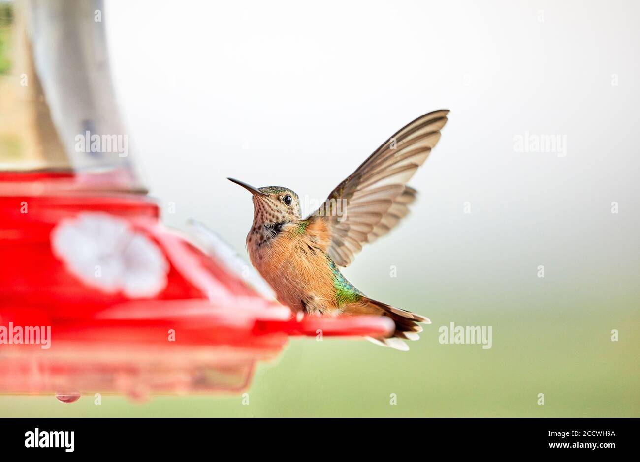 Close up of hummingbird landing on a feeder with shallow depth of field ...