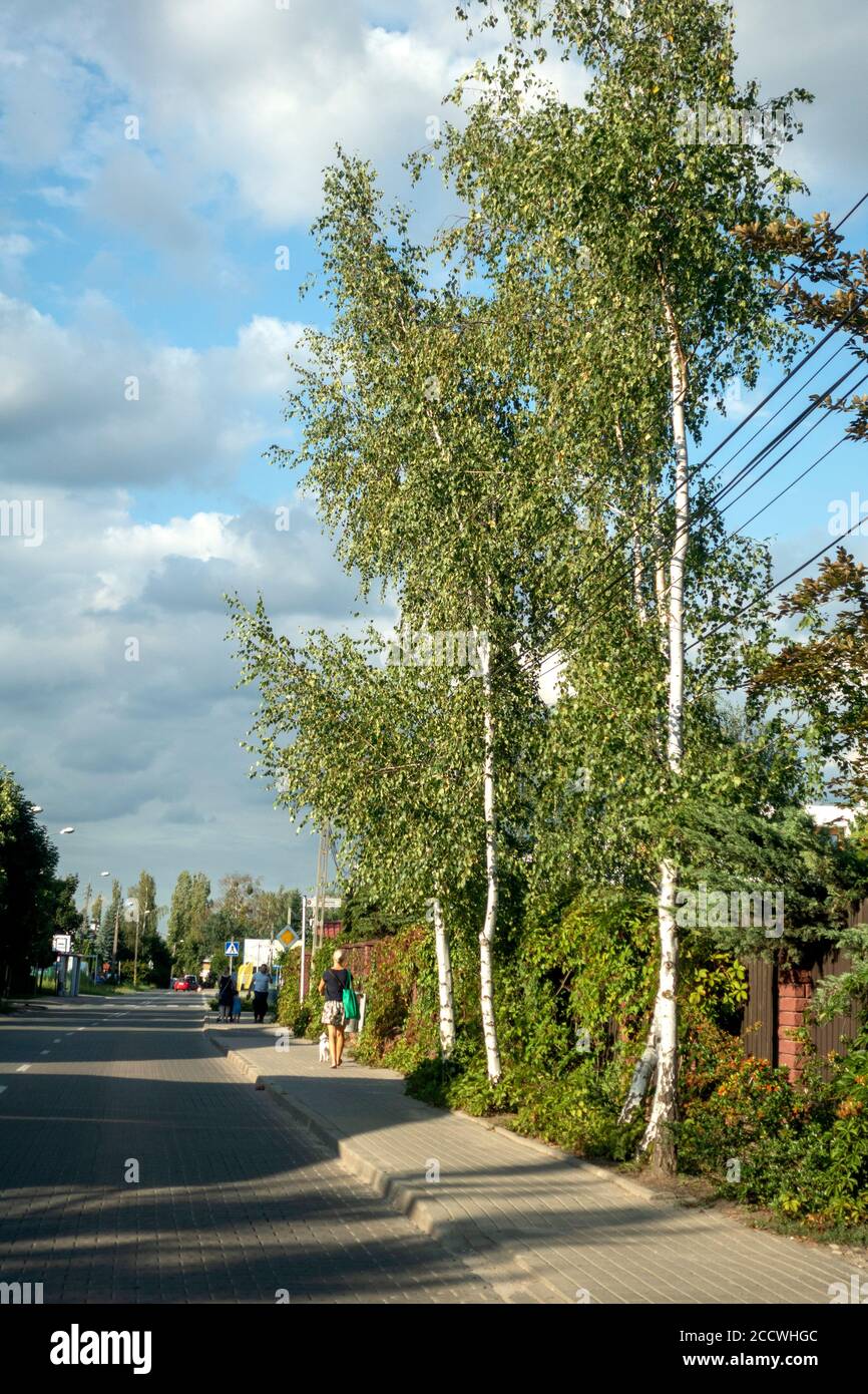 Polish woman walking on sidewalk along a boarder of beautiful birch ...