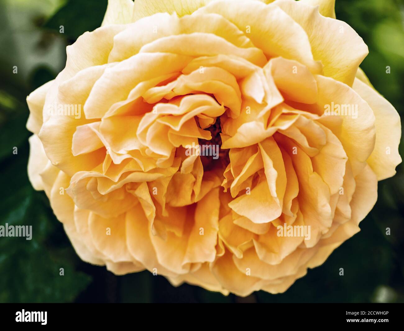 Rosebud Close Up High Resolution Stock Photography and Images - Alamy