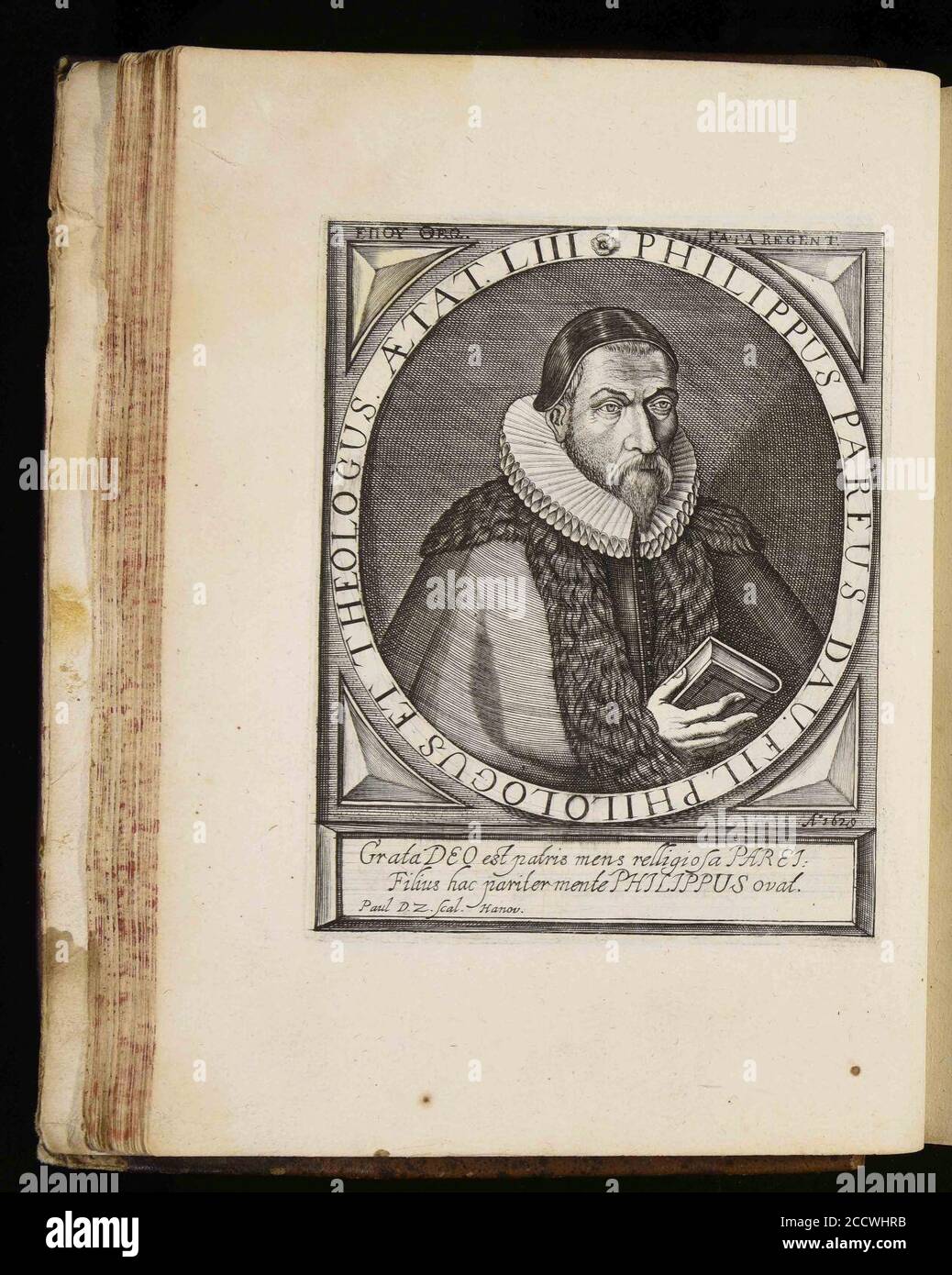 Pareus hi-res stock photography and images - Alamy