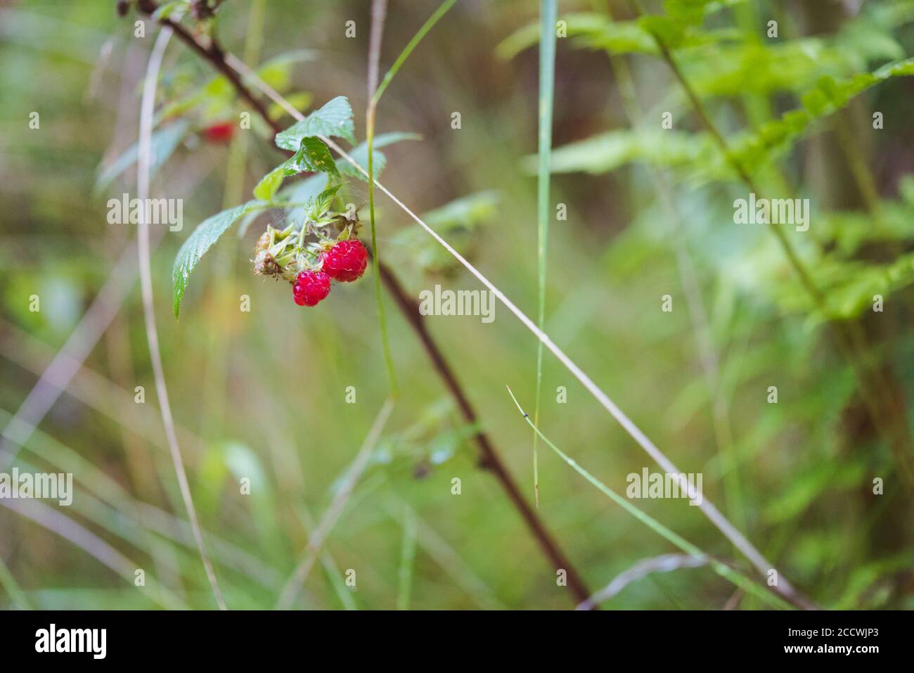 Wild raspberry plant with ripe berries, growing in the damp morning ...