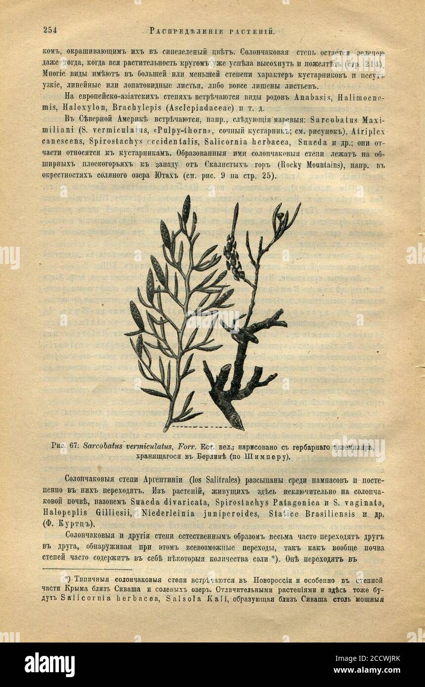 Johannes Eugenius Bülow Warming. Book - Plant distribution Stock Photo ...