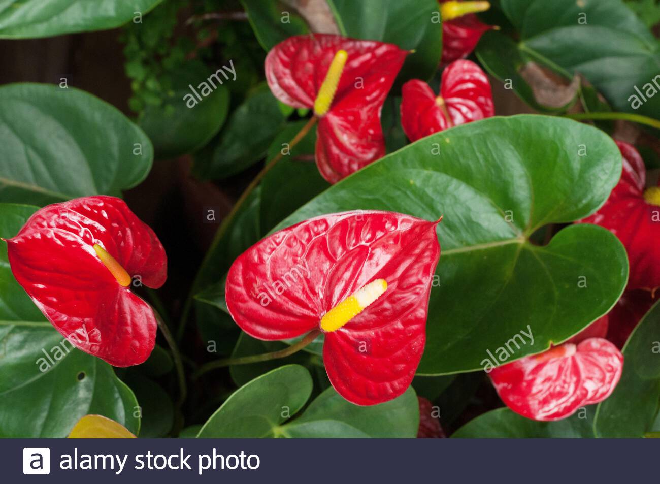 Anthurium Leaves High Resolution Stock Photography and Images - Alamy