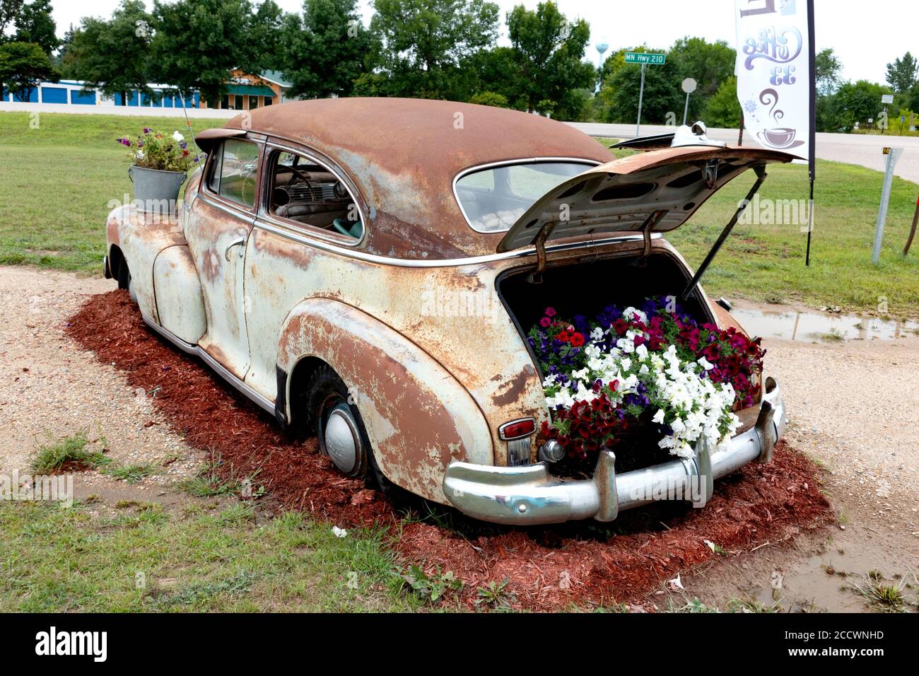 Old rusted Chevrolet circa 1946 car's trunk filled with petunia flowers ...