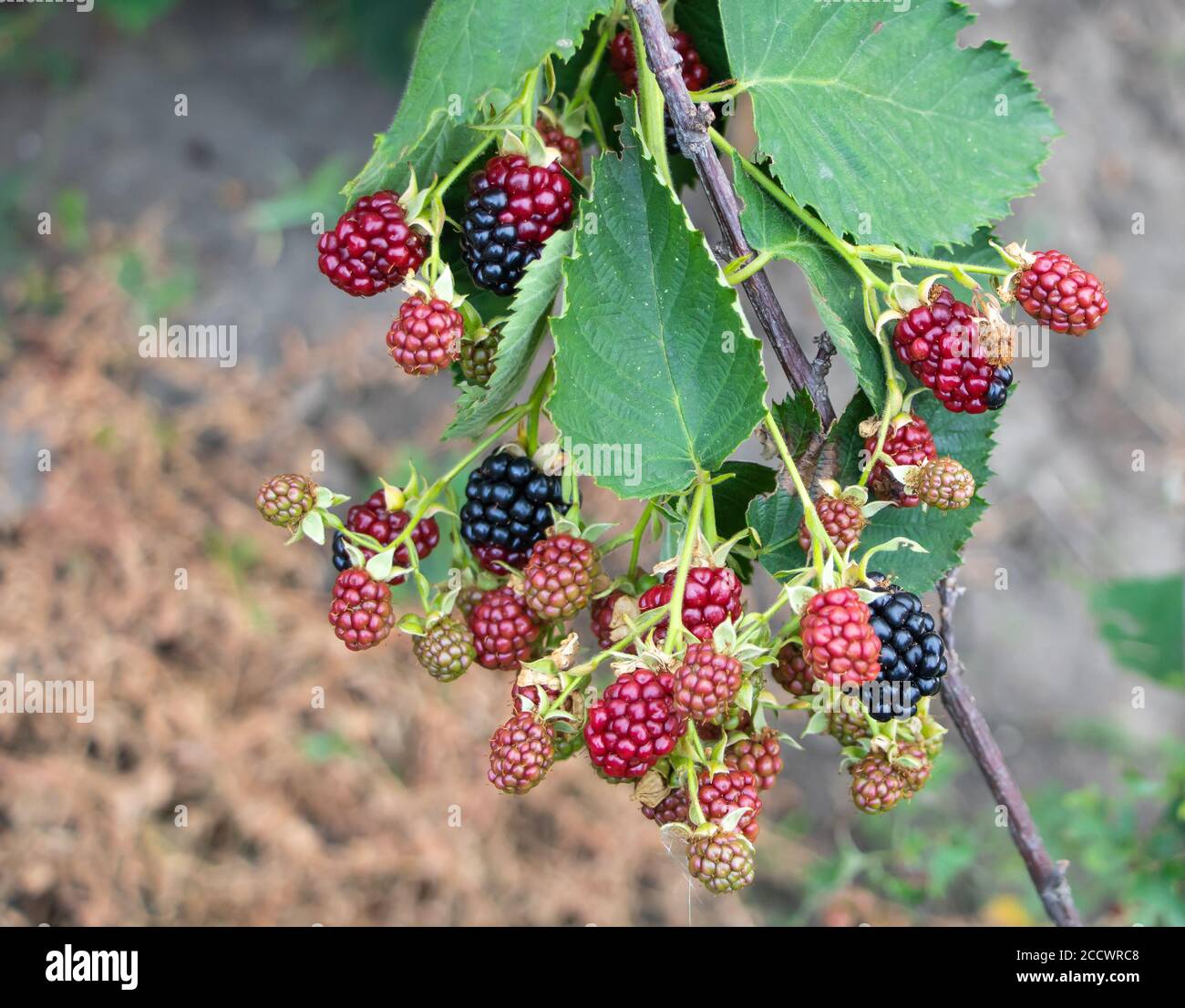 Blackberry bush in the process of ripening. Benefits of blackberries ...