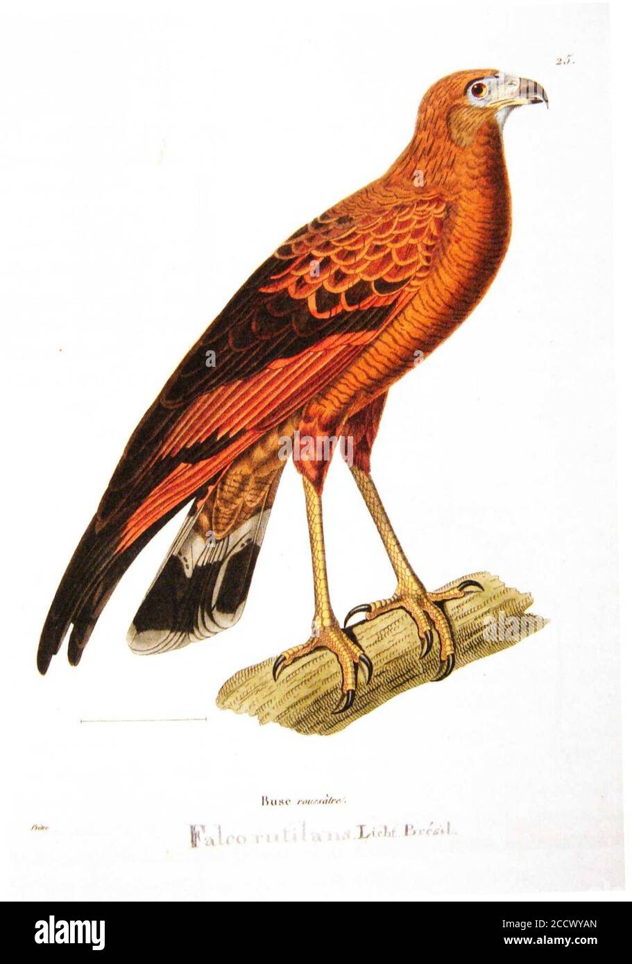 Jean gabriel pretre hi-res stock photography and images - Alamy