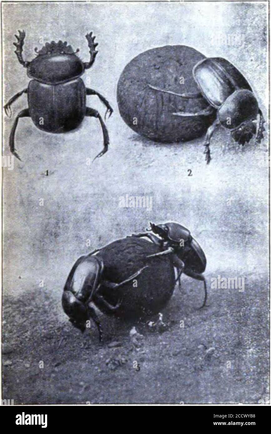 Jean-Henri Fabre - La vida de los insectos (page 37 crop Stock Photo ...