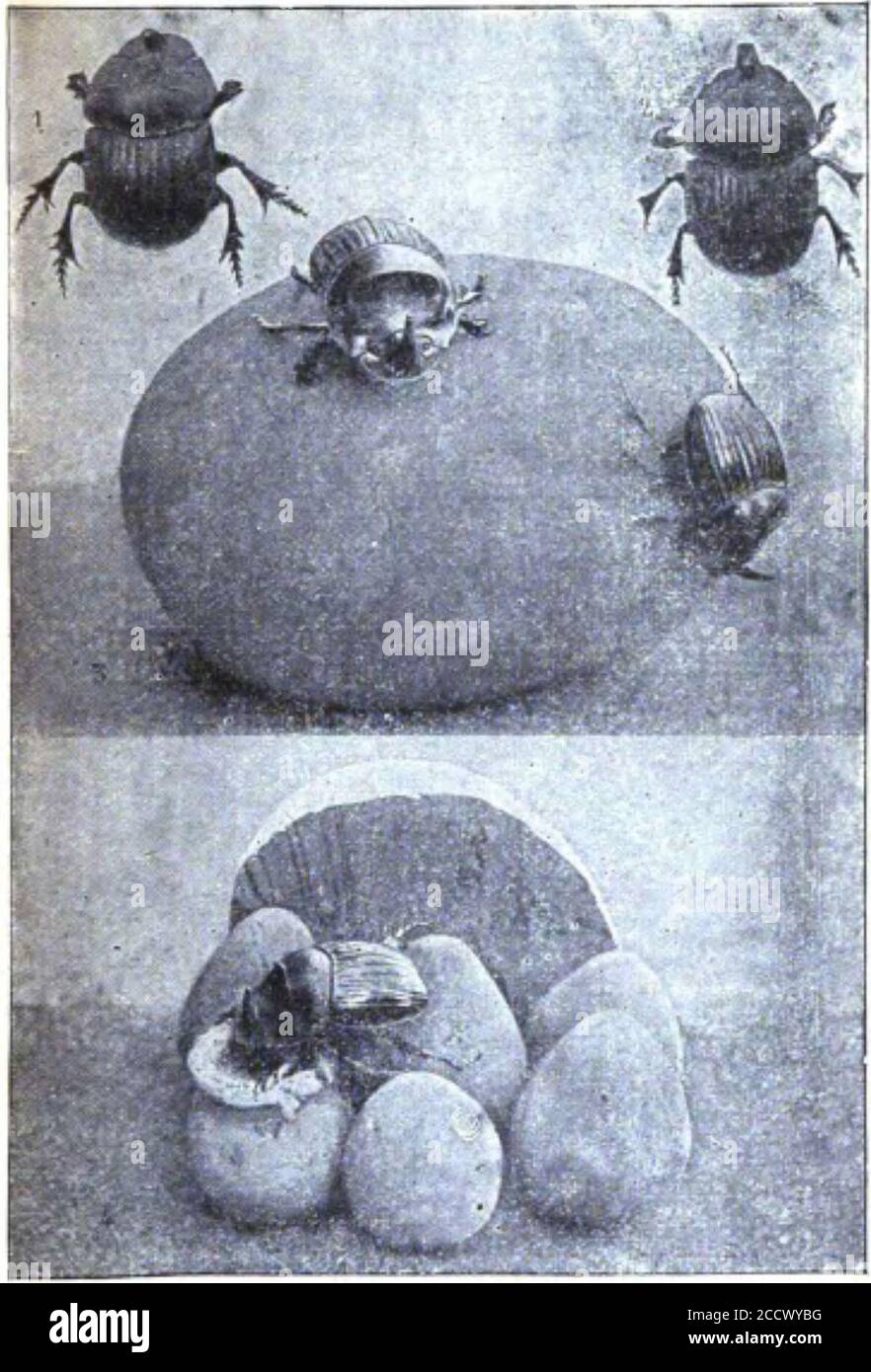 Jean-Henri Fabre - La vida de los insectos (page 89 crop Stock Photo ...