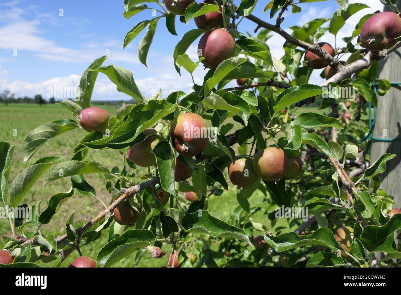 Apple tree in an orchard with low trees in rural area Stock Photo - Alamy