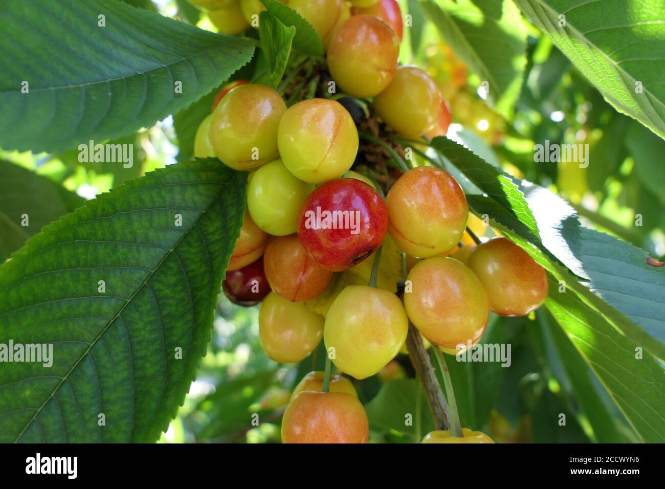 Ripening cherries hanging from the cherry tree in early summer Stock ...
