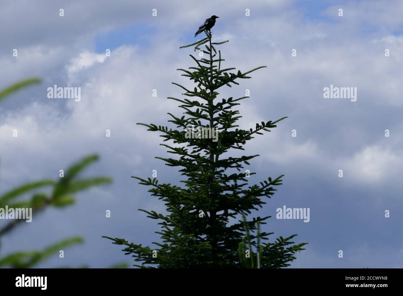 Crow on branch pine hi-res stock photography and images - Alamy