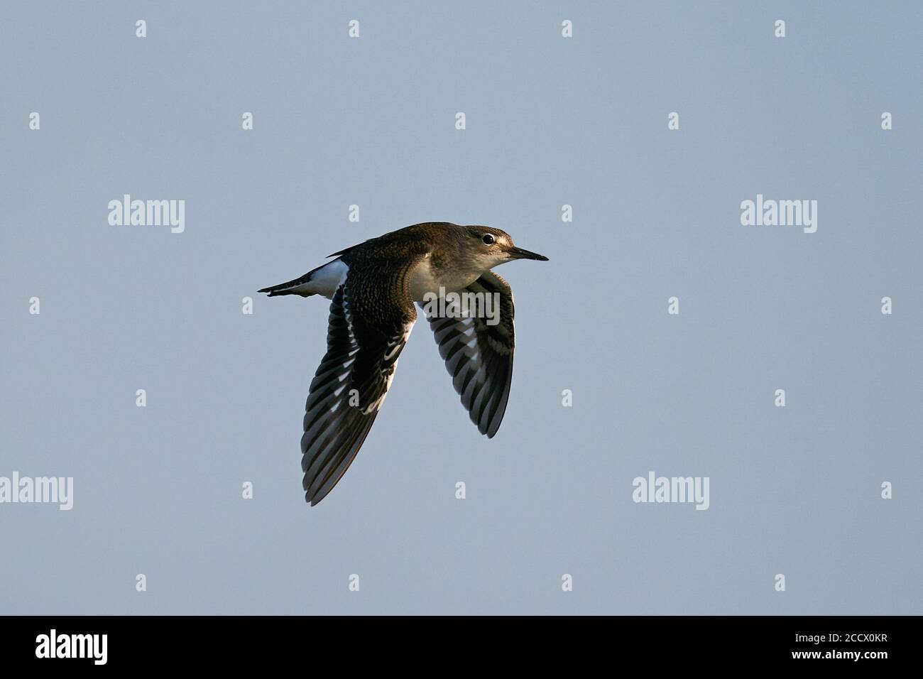 Common sandpiper flight hi-res stock photography and images - Alamy