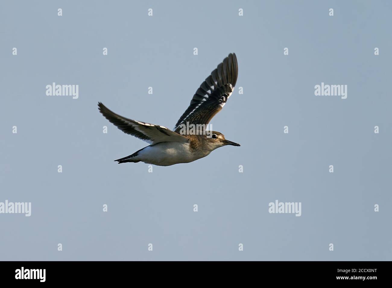 Common sandpiper flying hi-res stock photography and images - Alamy