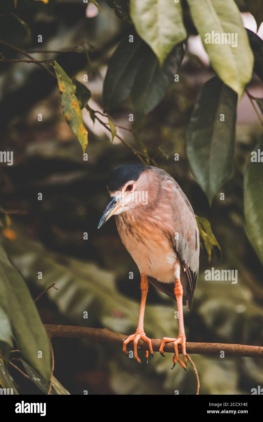 Posing portrait of bird hi-res stock photography and images - Alamy