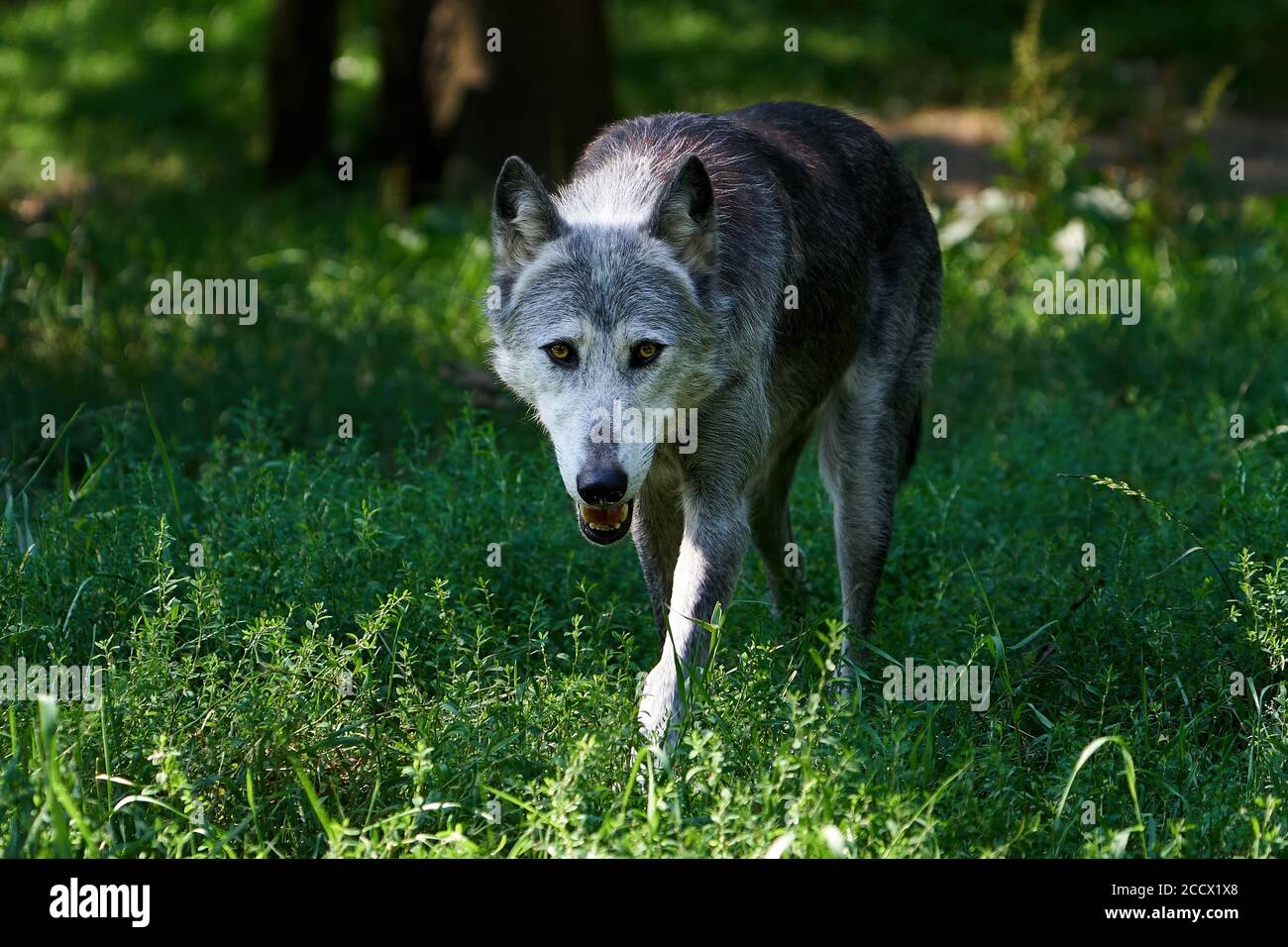 Wolf in its natural enviroment in vegetation Stock Photo - Alamy