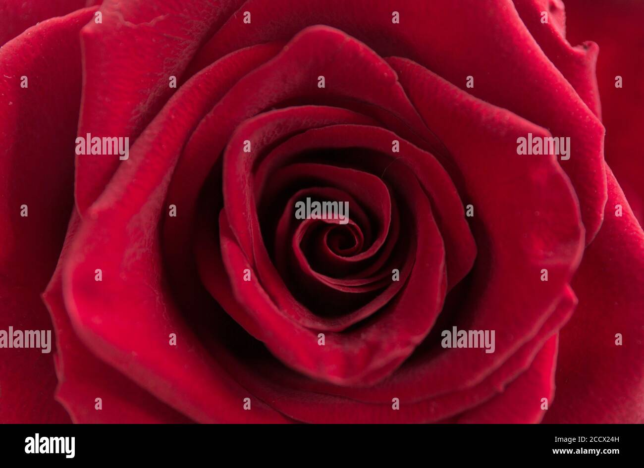 Soft red rose hi-res stock photography and images - Alamy