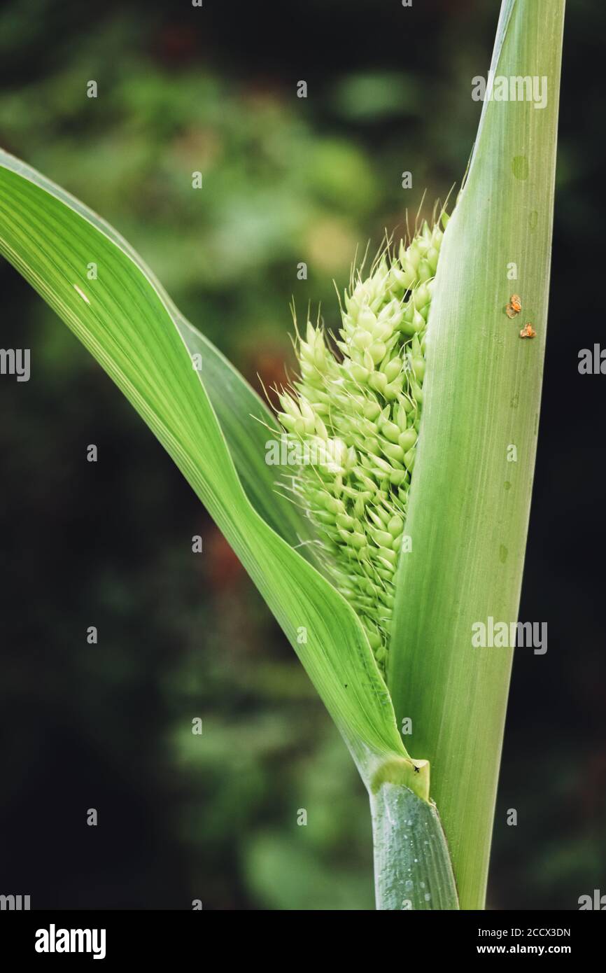 Young sorghum plant hi-res stock photography and images - Alamy