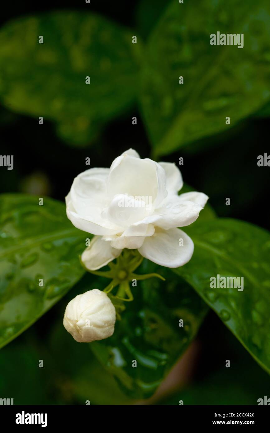 Close-up of a blooming jasmine flower and buds Stock Photo - Alamy