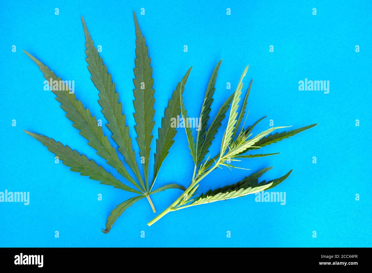 Close up cannabis plant leaves hi-res stock photography and images - Alamy