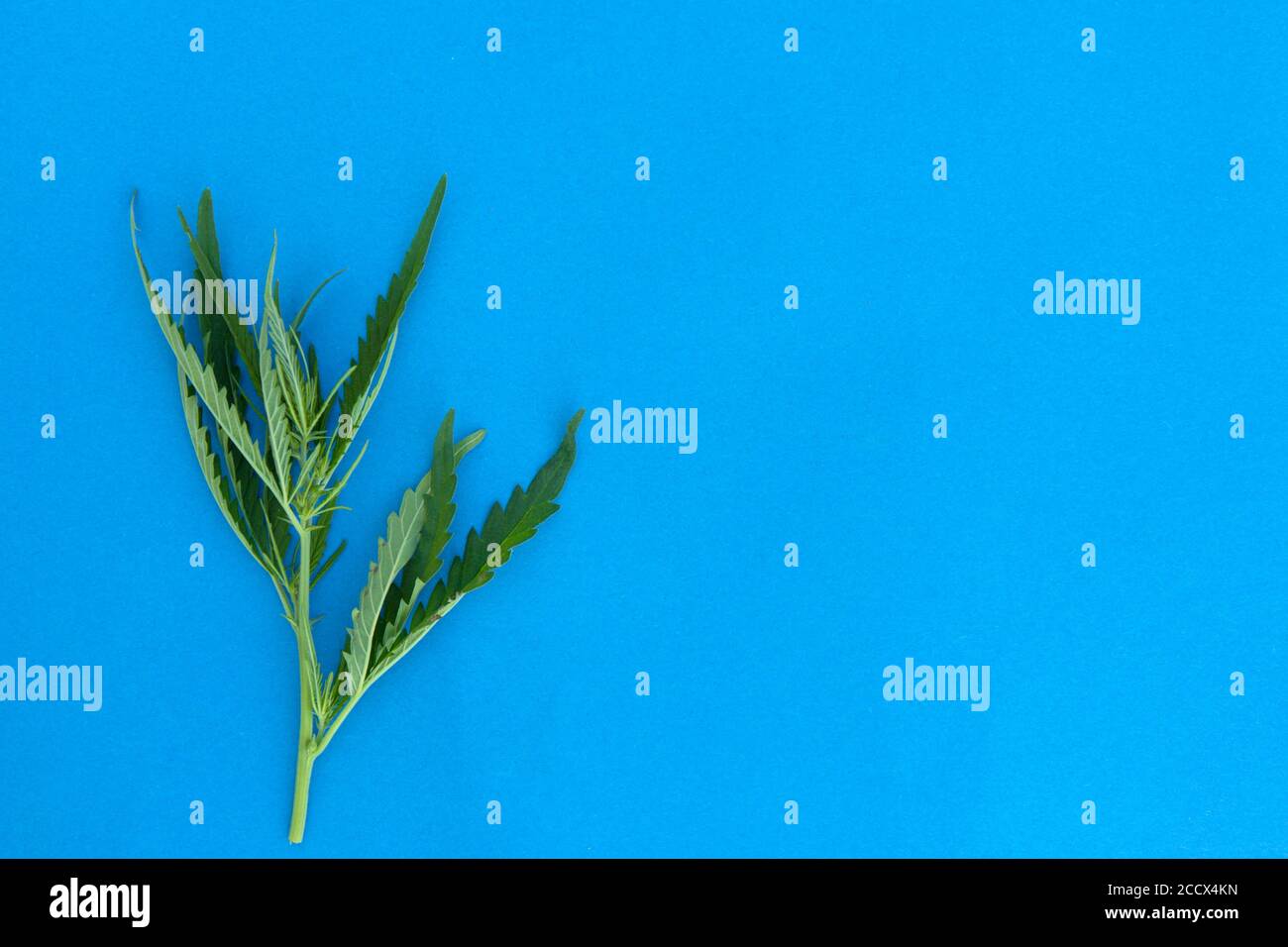 Cannabis seeds on green background hi-res stock photography and images ...