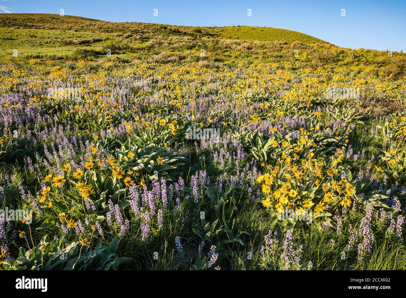 Balsamroot and lupine wildflowers hi-res stock photography and images ...