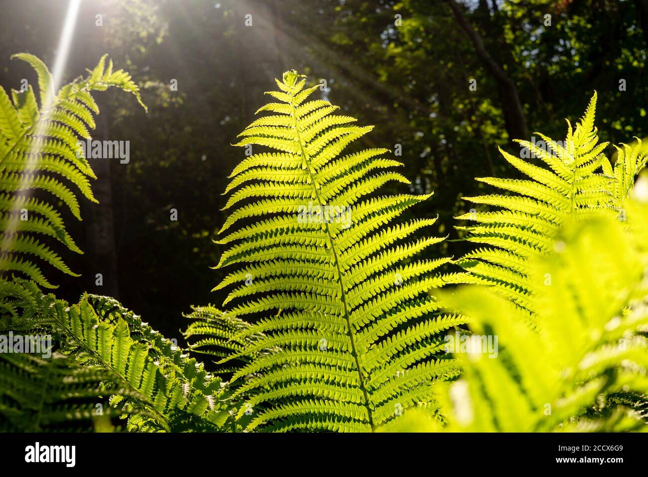 Fern leaf in the forest backlit by the rays of the sun. Dark background ...