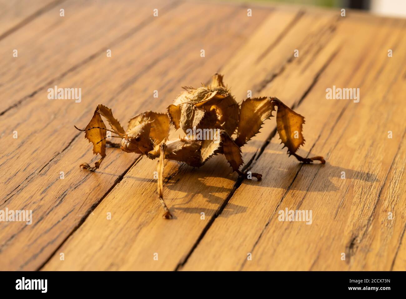 Spiny leaf insect extatosoma tiaratum hi-res stock photography and ...