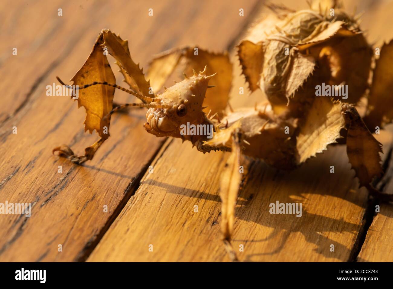 macro, shallow depth of field. A juvenile female Australian spiny leaf ...