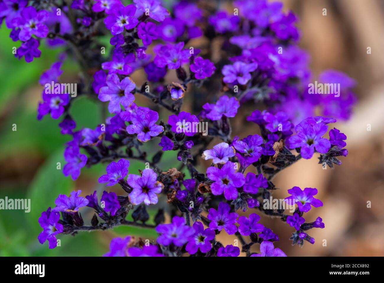 Garden heliotropes heliotropium arborescens hi-res stock photography ...