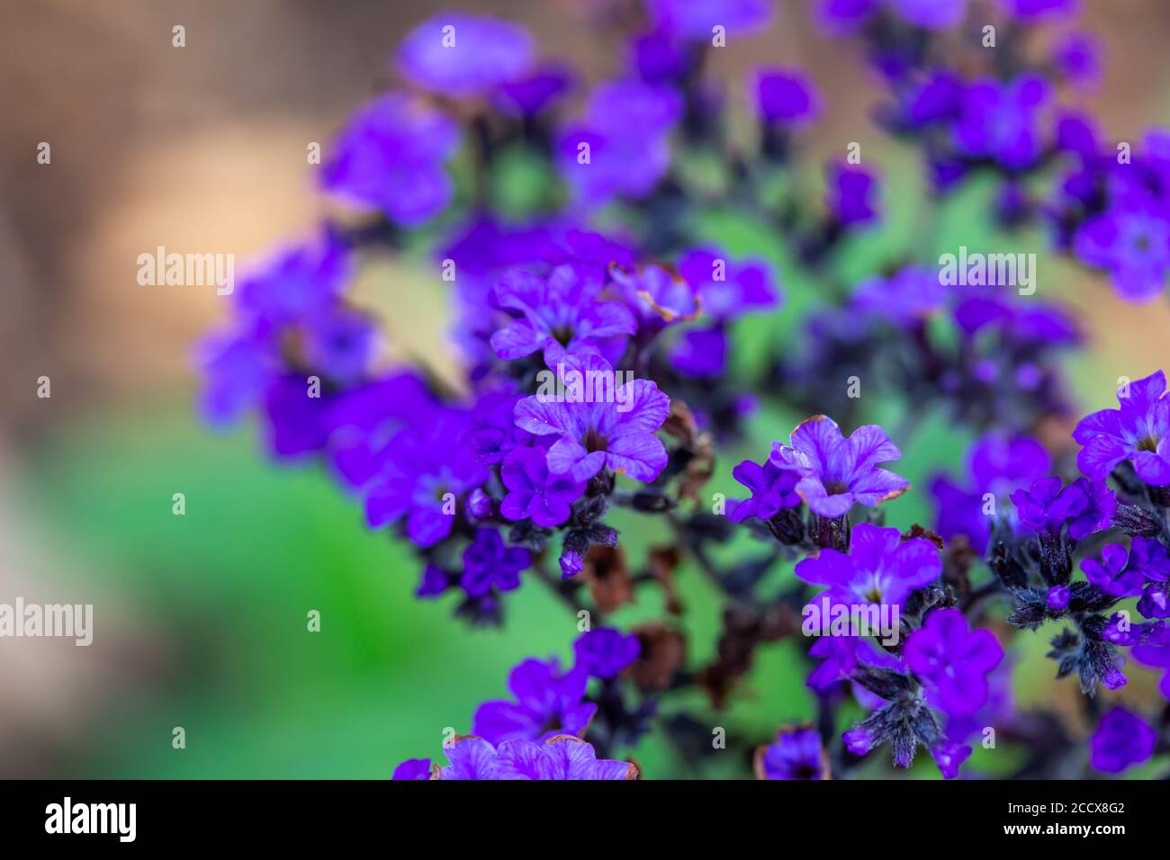 Garden heliotropes heliotropium arborescens hi-res stock photography ...