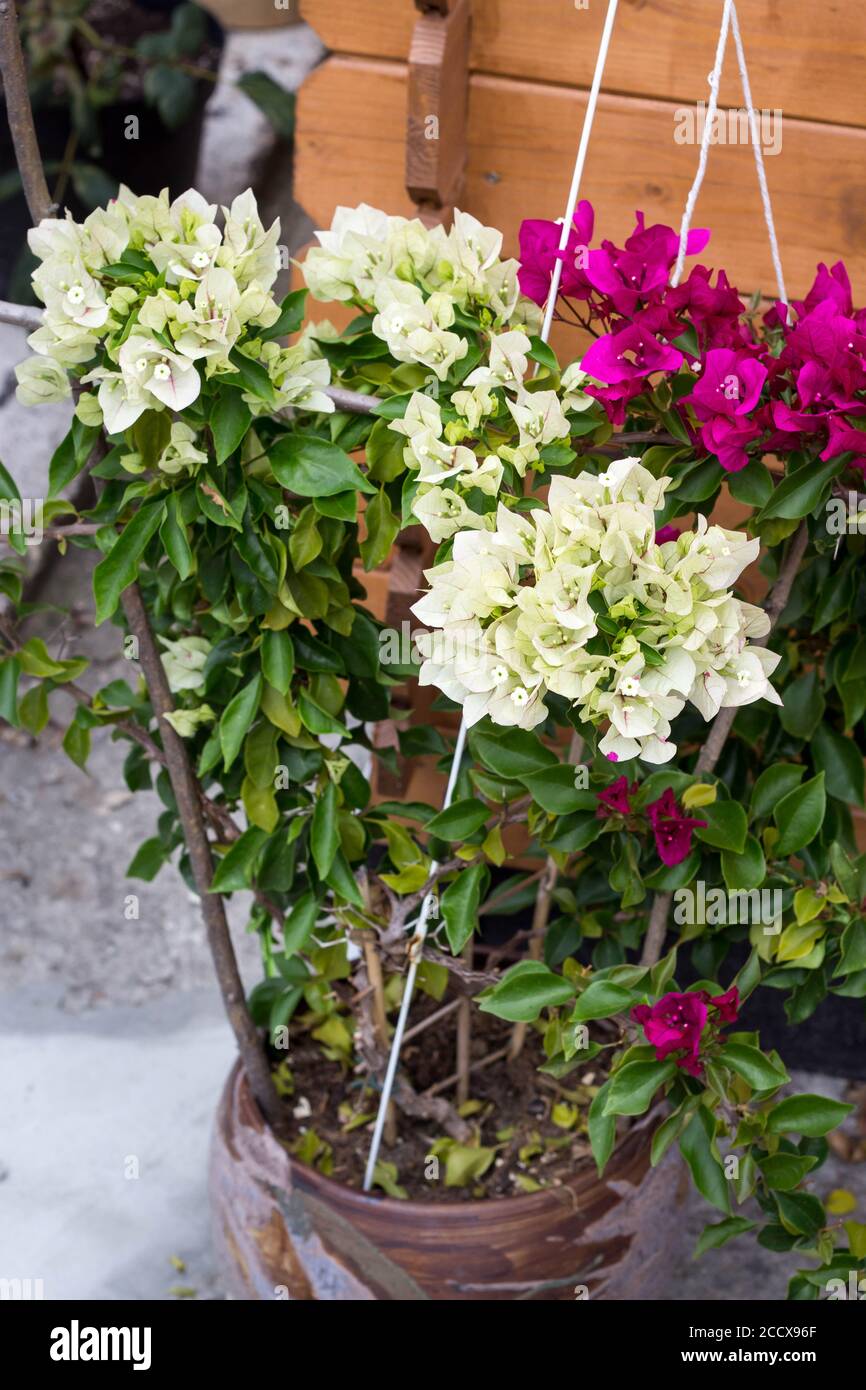 Bougainvillea flowers pink white hi-res stock photography and images ...
