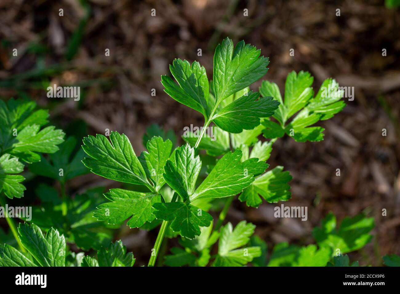 Close up view of green flat leaf parsley growing in a sunny herb garden with defocused cedar ...