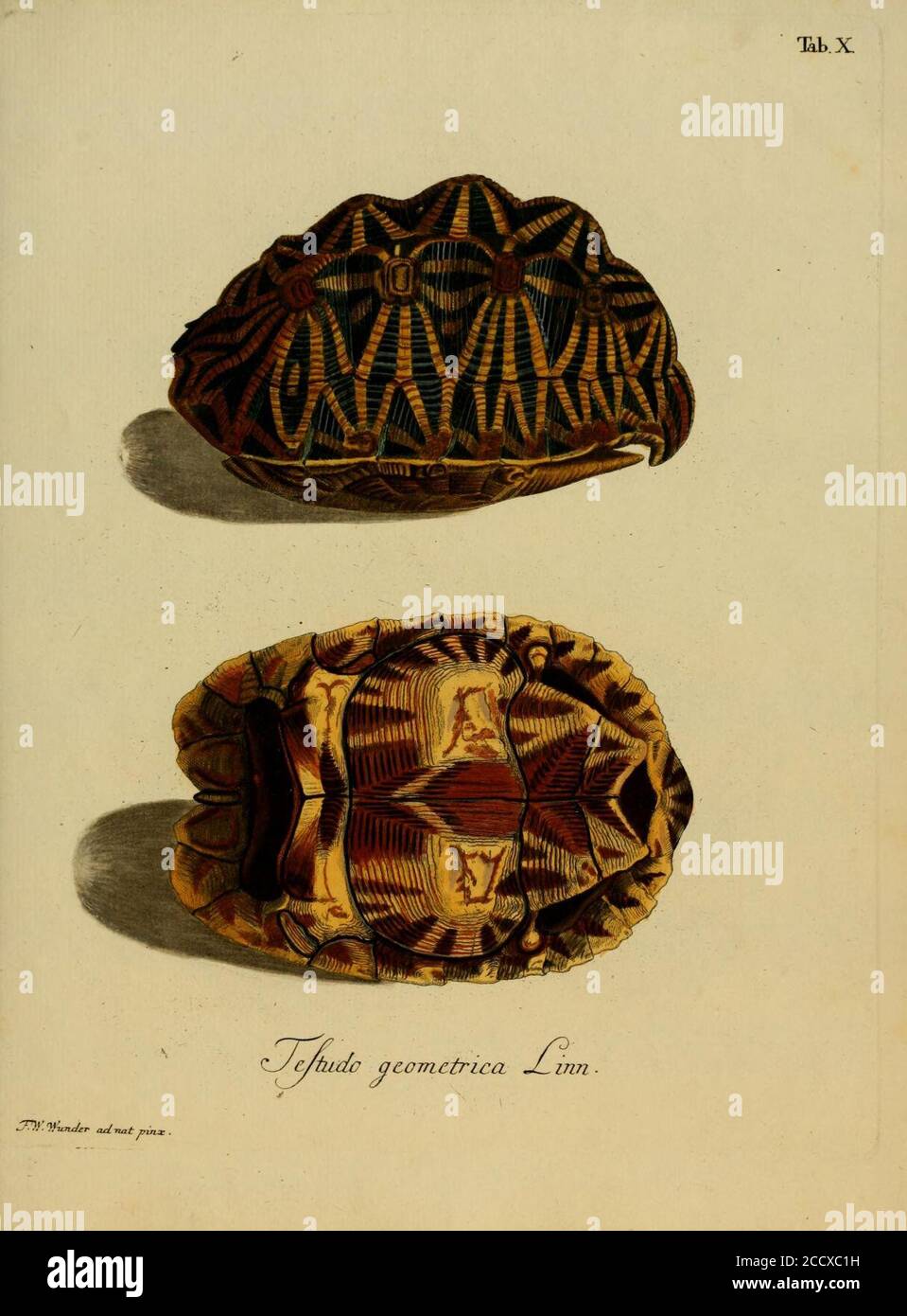 Historia davidis hi-res stock photography and images - Alamy