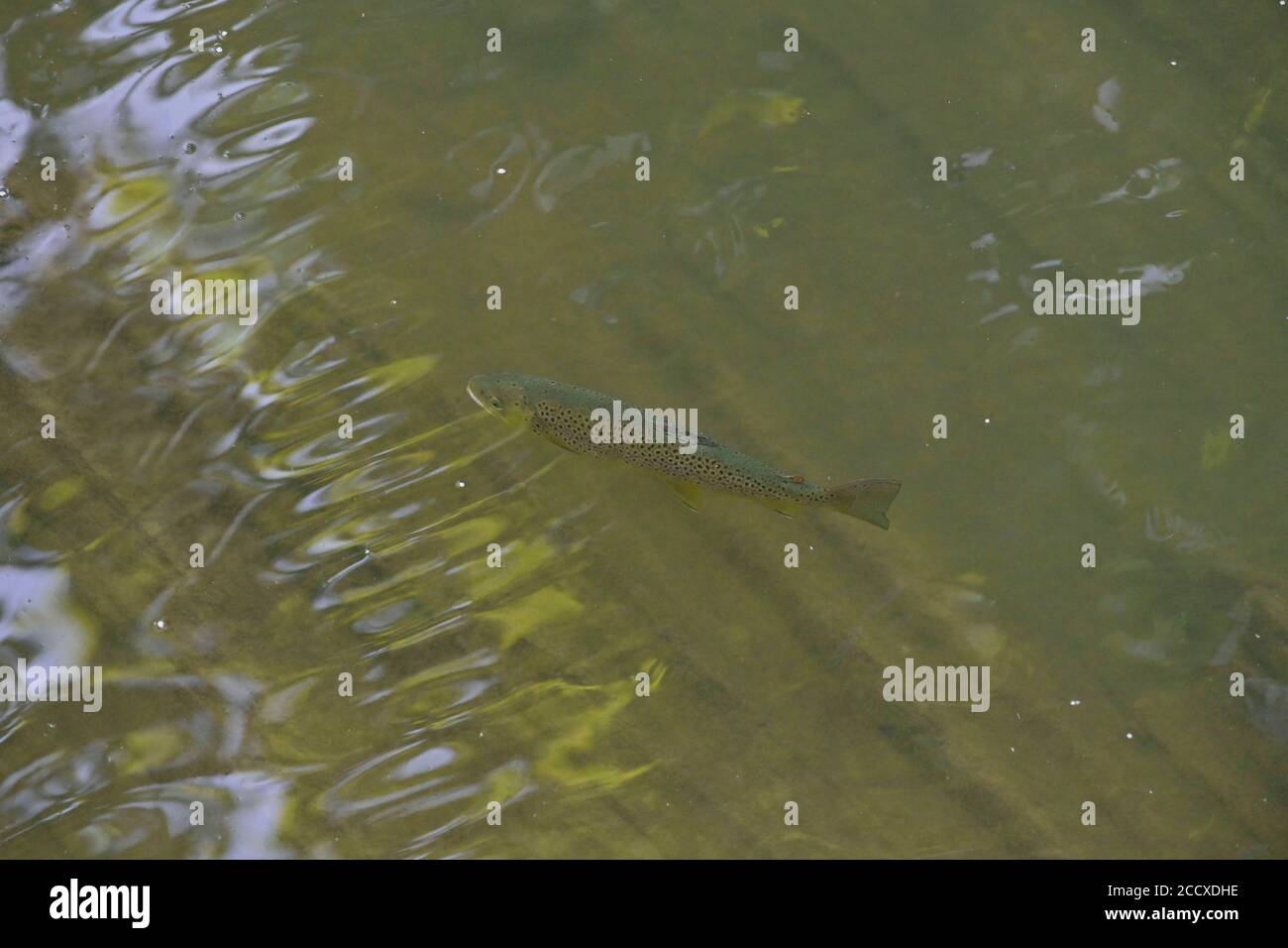 beautiful brown trout on the surface in a river with clear water Stock ...